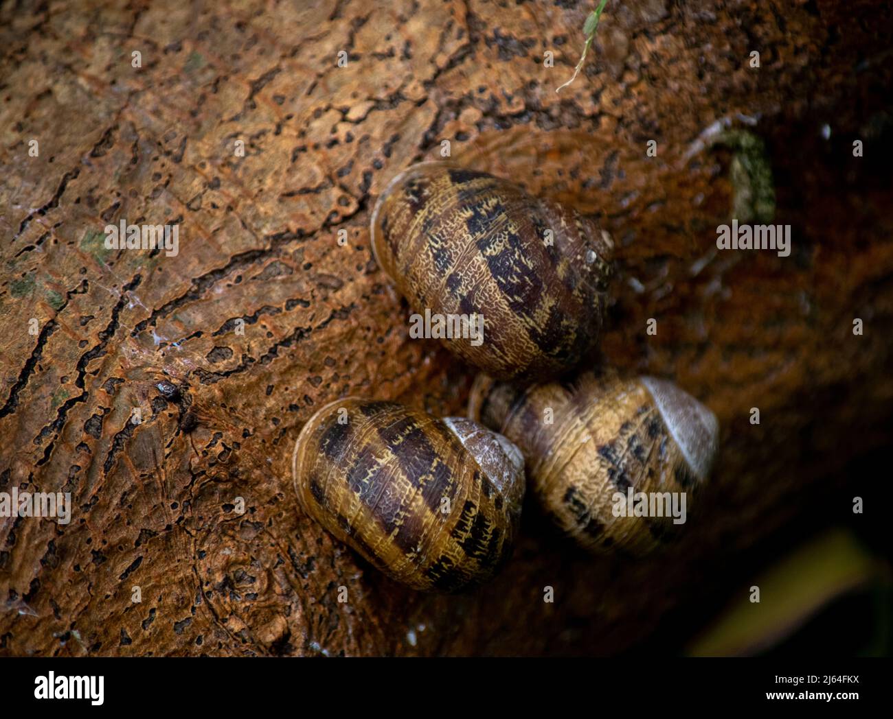 Shelled snail hi-res stock photography and images - Alamy