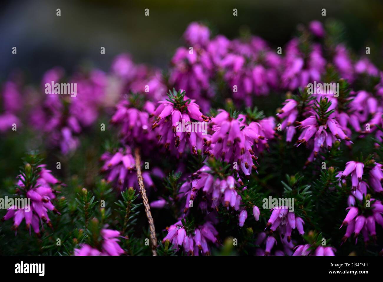 Purple snow heath - erica-as a closeup Stock Photo - Alamy