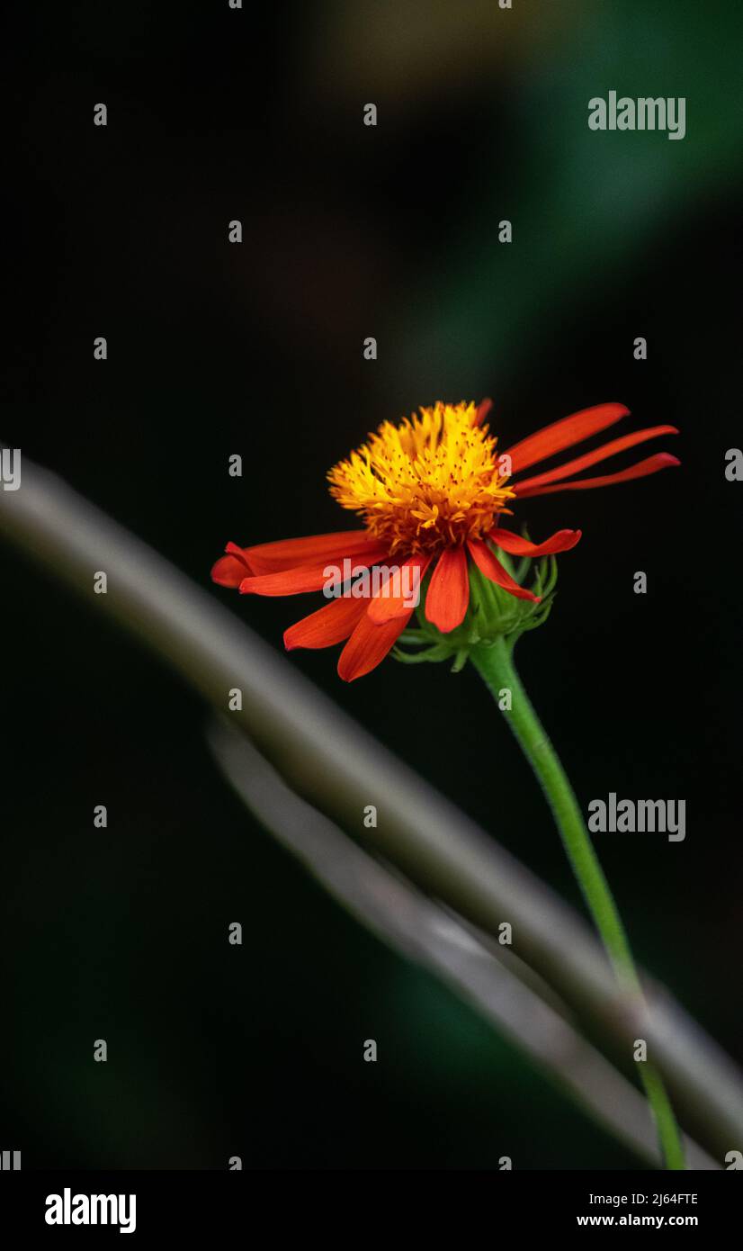 Red daisy flower hi-res stock photography and images - Alamy