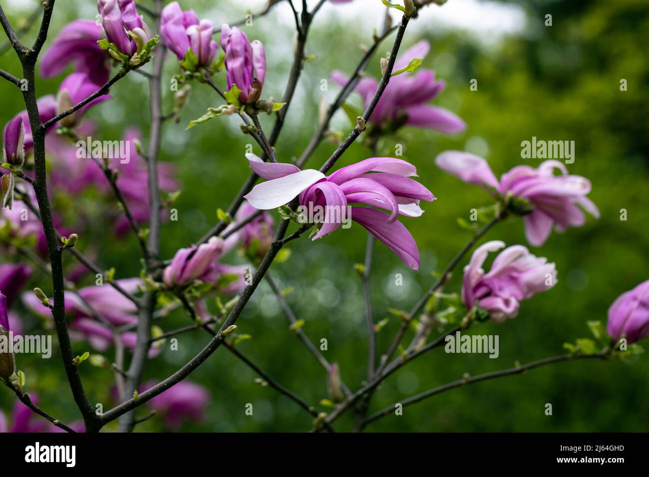 Magnolia purple pink flowers in early spring Stock Photo - Alamy