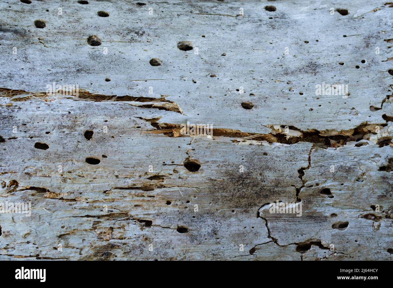 Old rotting wood, texture of the old spoiled wood damaged by wood worm ...