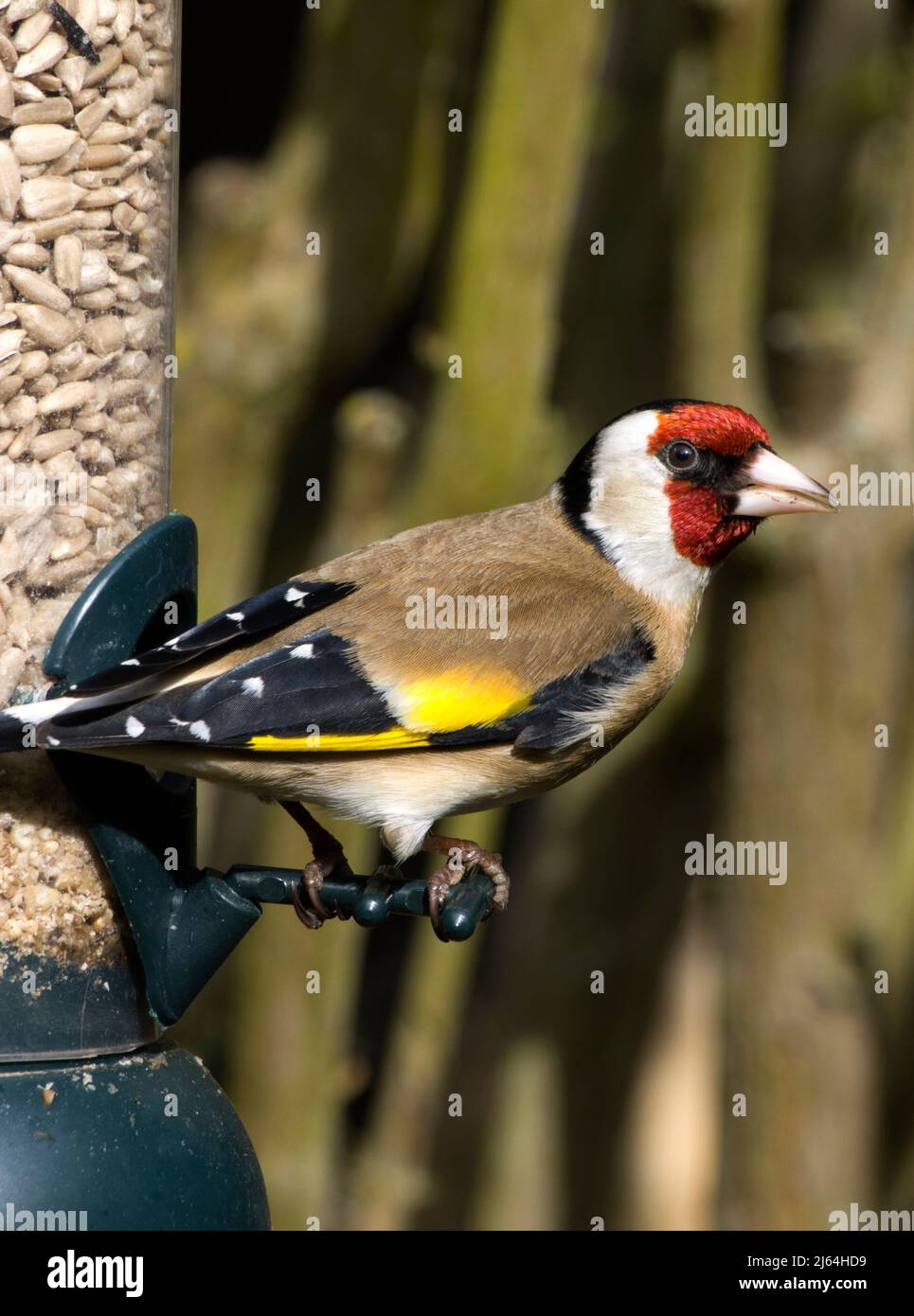 Forest gold finch uk hi-res stock photography and images - Alamy