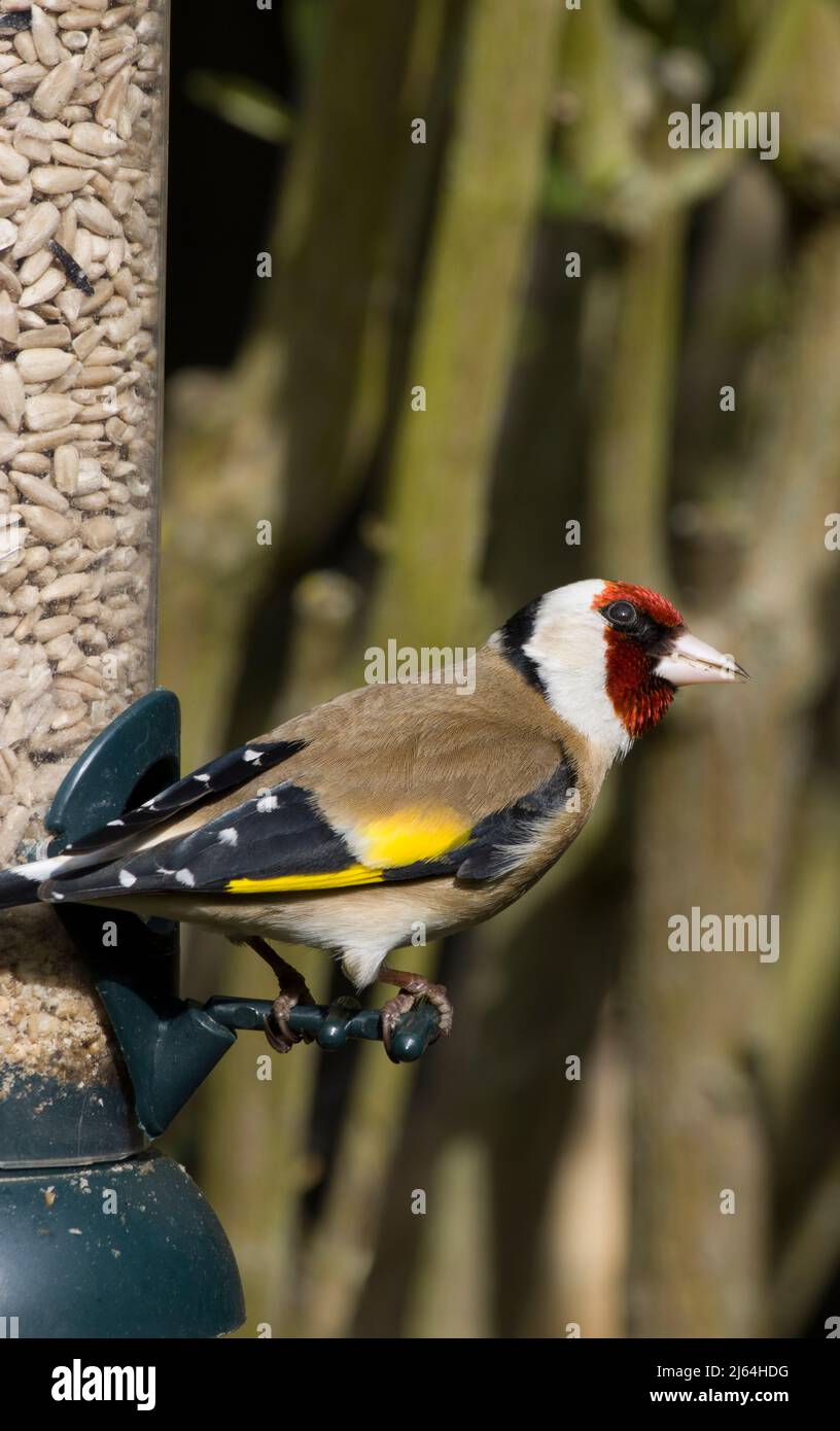 Forest gold finch uk hi-res stock photography and images - Alamy