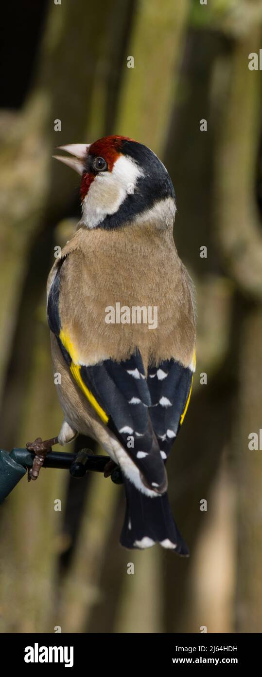Goldfinch Rear View Showing Wings Stock Photo - Alamy