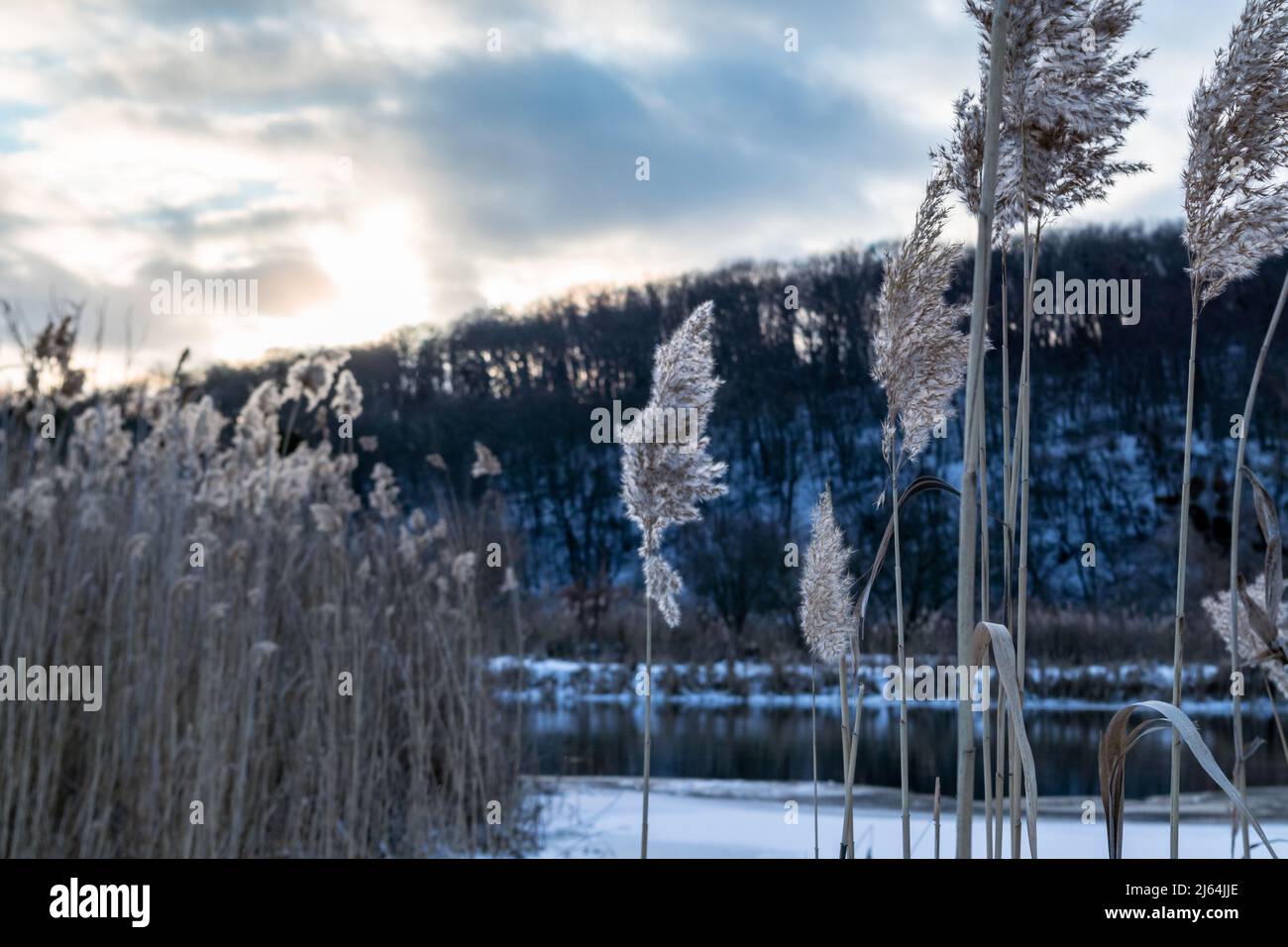 Dry fluffy reed, cat-tail grass close-up on frozen snowy river shore ...
