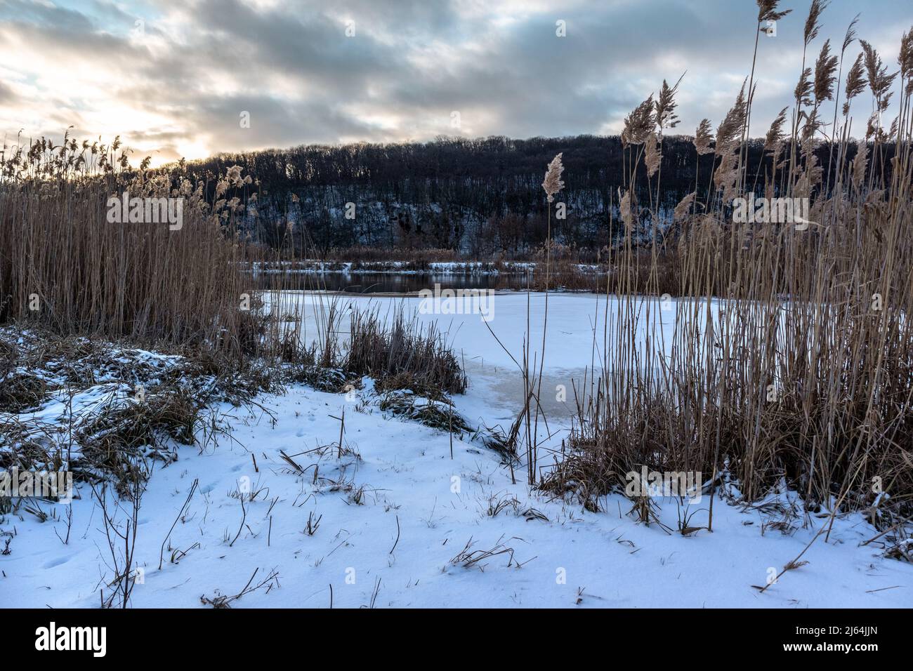Dry fluffy reed, cat-tail grass on frozen snowy river shore. Winter ...