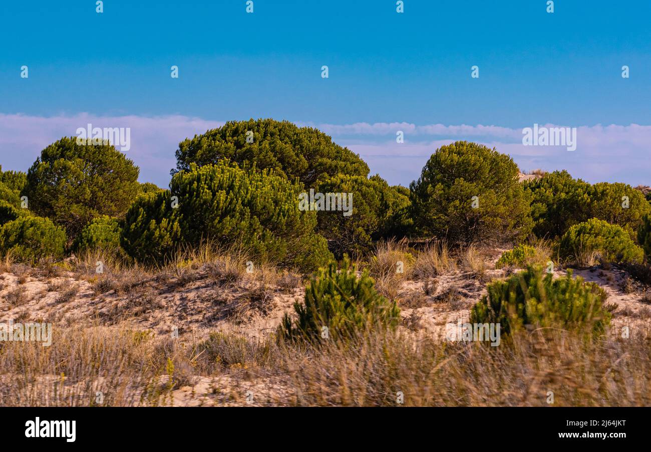 Donana National Park in Spain A UNESCO World Heritage Site Stock Photo ...