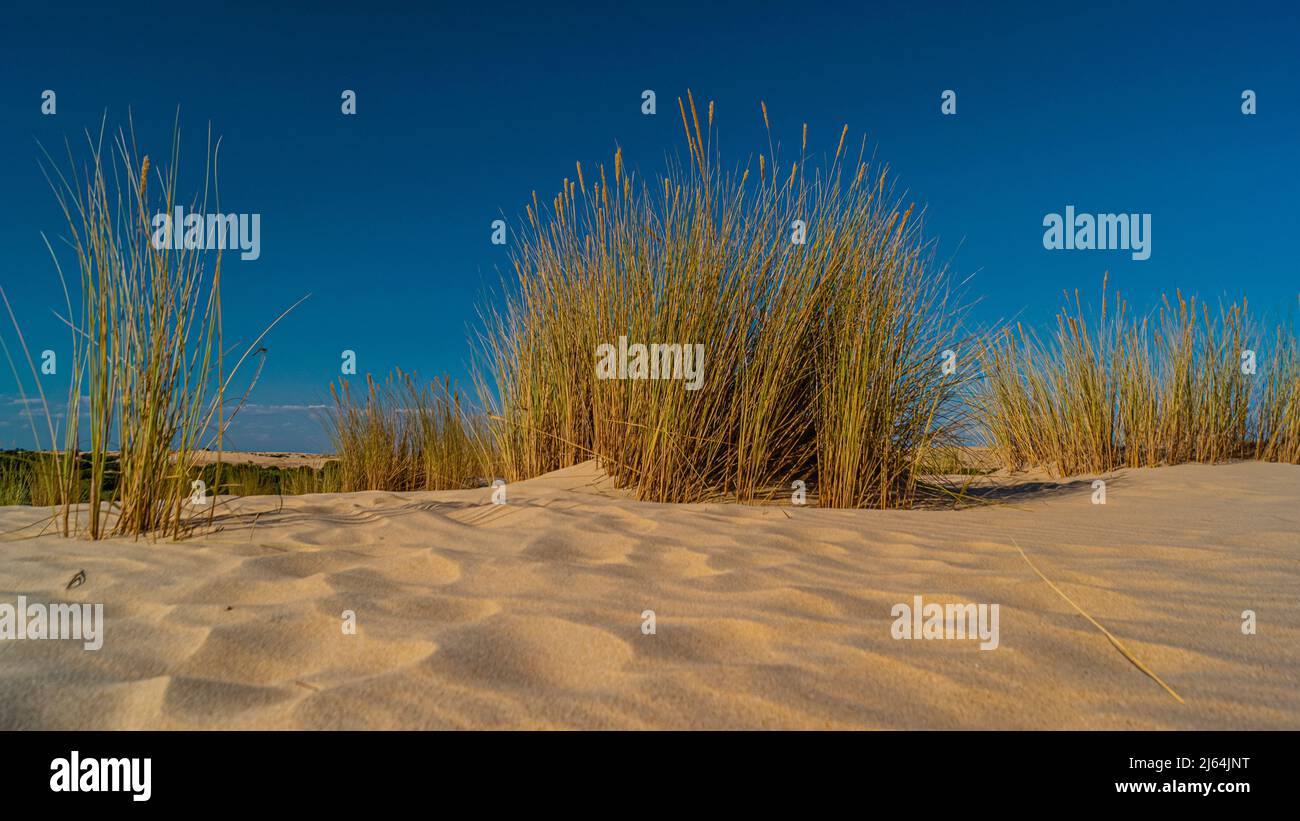 Donana National Park in Spain A UNESCO World Heritage Site Stock Photo ...