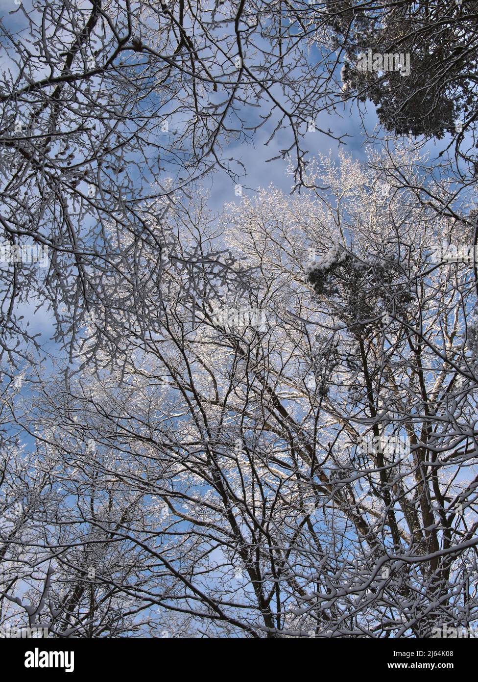 Portrait image of trees hi-res stock photography and images - Alamy