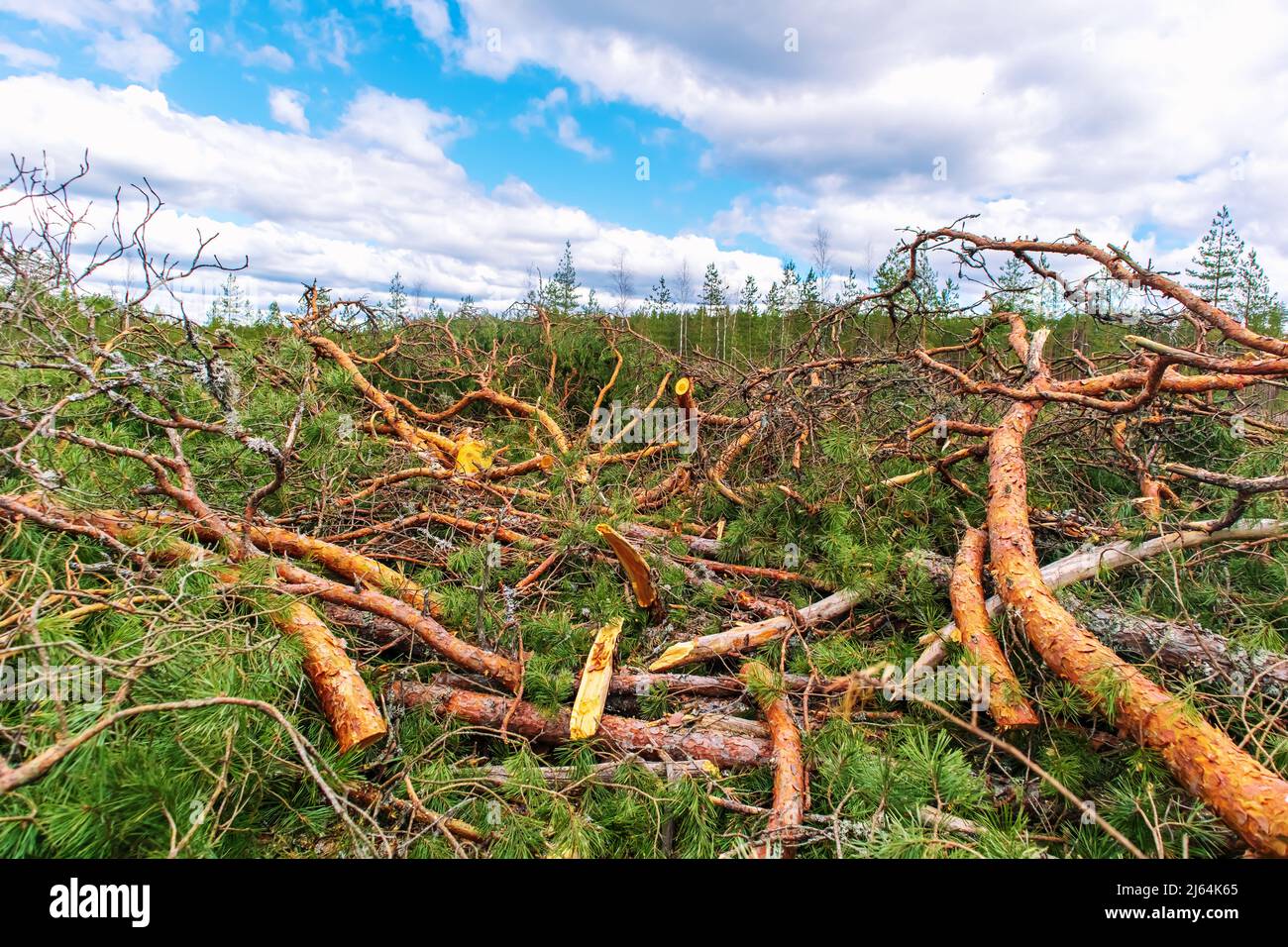 Deforestation, logging, view of cut down trees. Extraction of wood. The ...