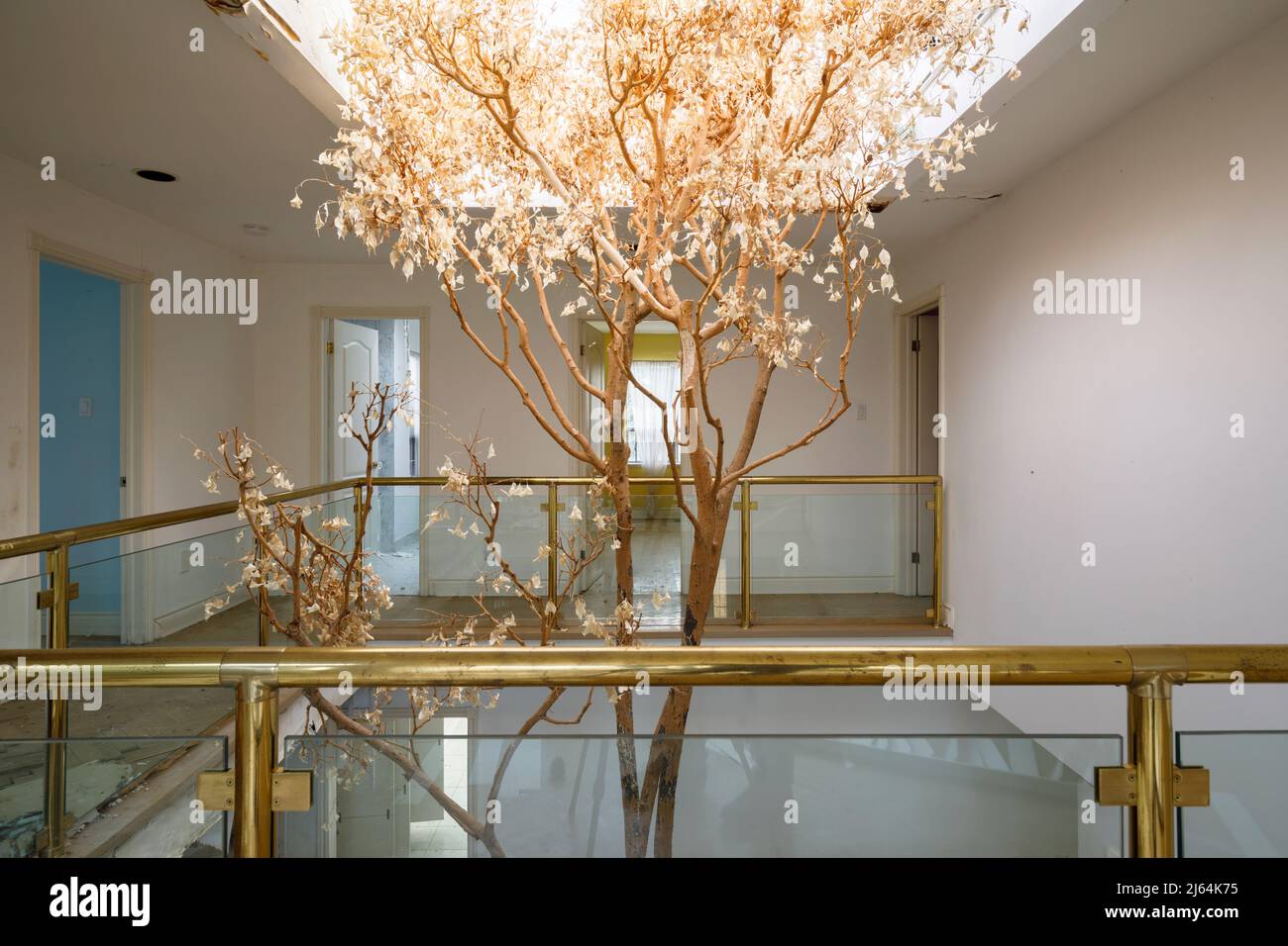 A dead tree growing inside an abandoned mansion Stock Photo - Alamy