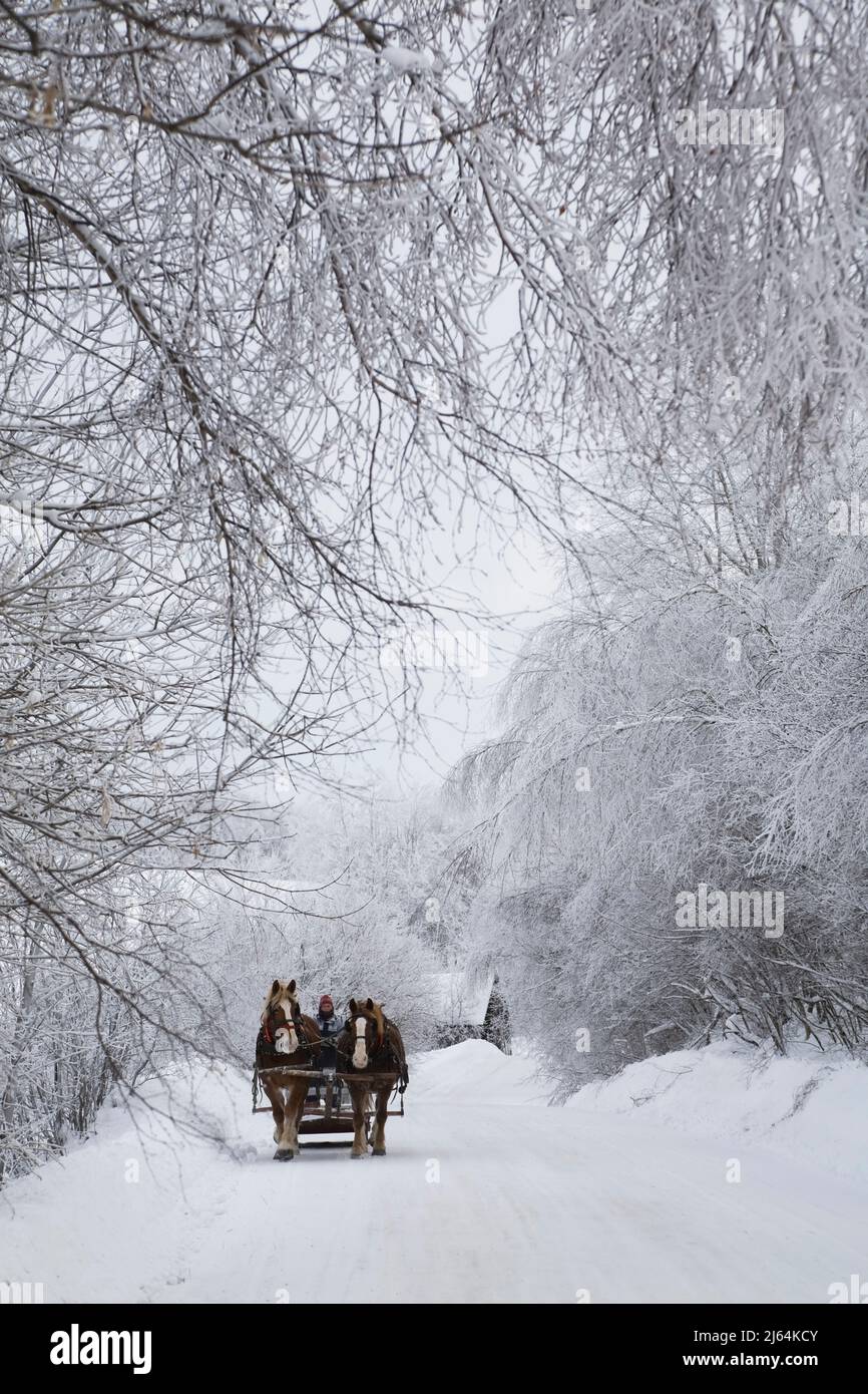 Horse drawn sleigh on a snow covered country road in winter, Eastern ...
