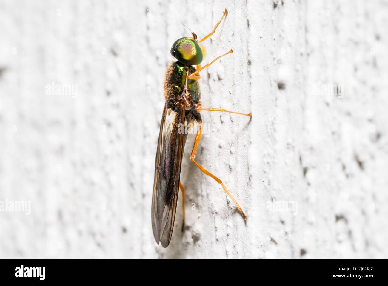 Side closeup shot of a green or metallic jade soldier fly climbing a ...