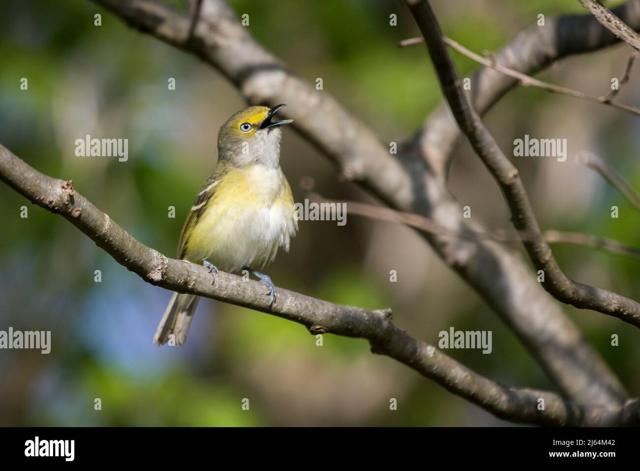 Singing vireo hi-res stock photography and images - Alamy