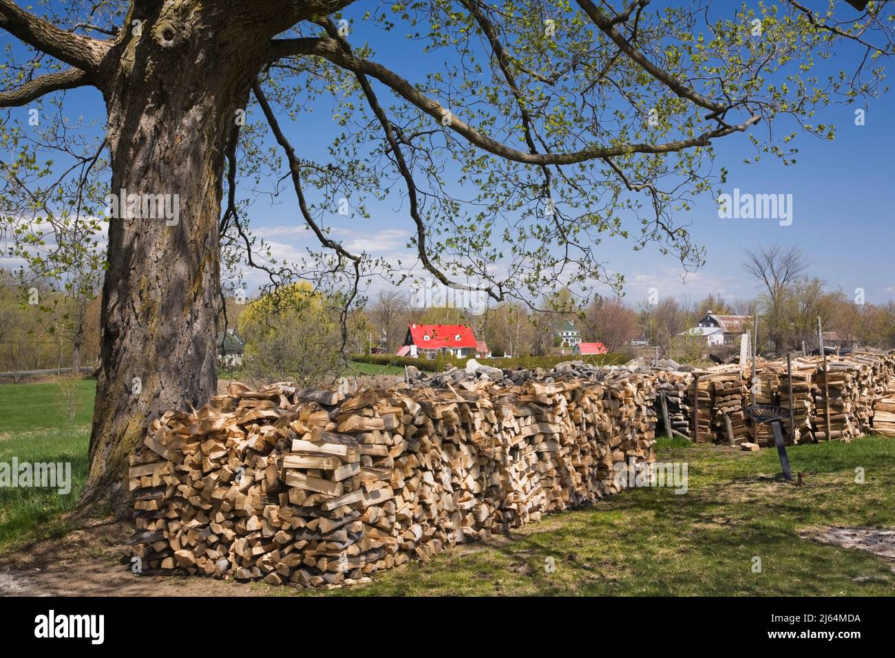 Maple tree and stacks of firewood with view of red Canadiana style home ...