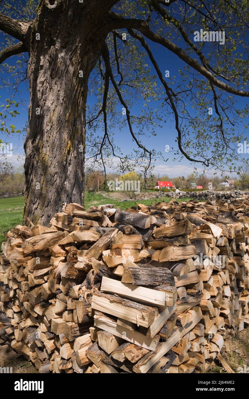 Maple tree and stacks of firewood with view of red Canadiana style home ...