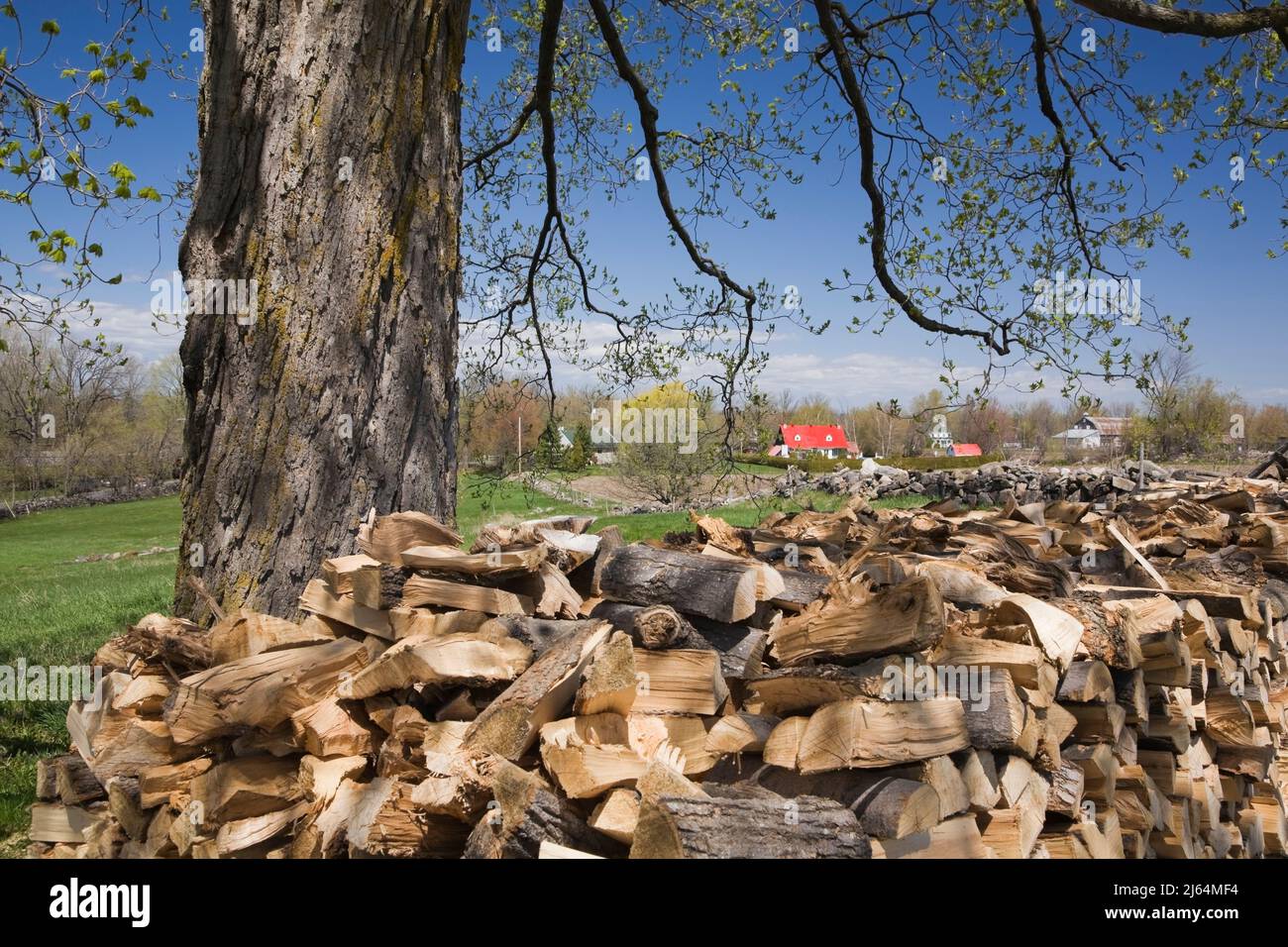 Maple tree and stacks of firewood with view of red Canadiana style home ...
