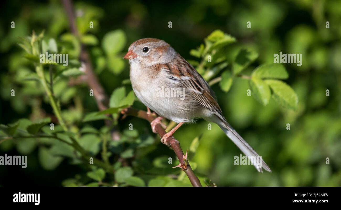 Male Field Sparrow sitting on a branch surrounded by green briars Stock ...