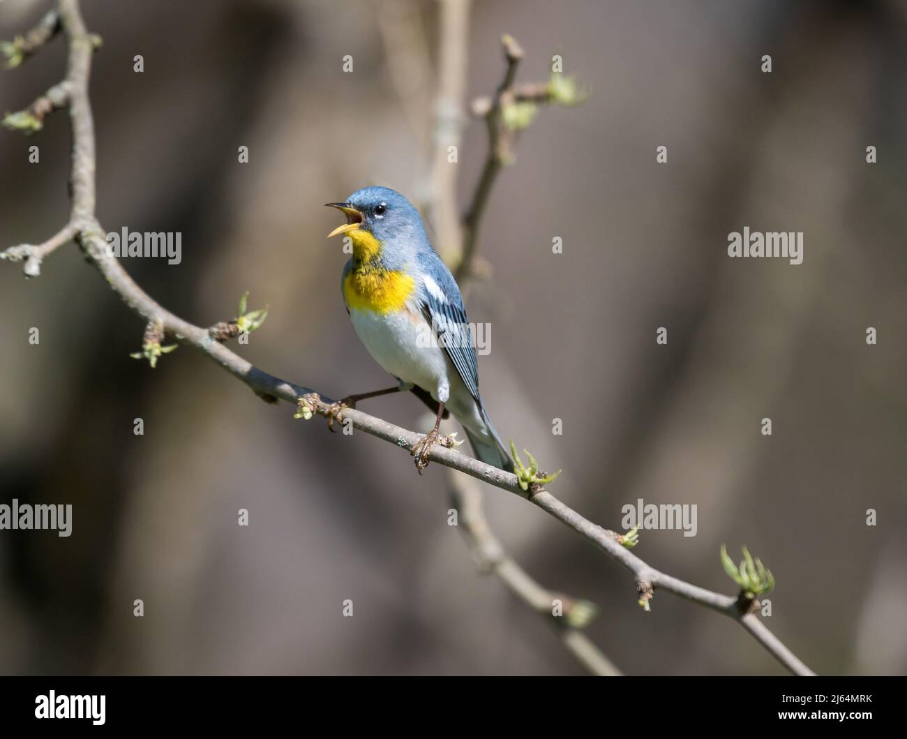 Male Northern Parula singing on branch with brown background Stock ...