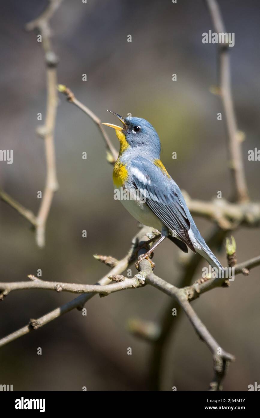 Male Northern Parula singing on branch with brown background Stock ...
