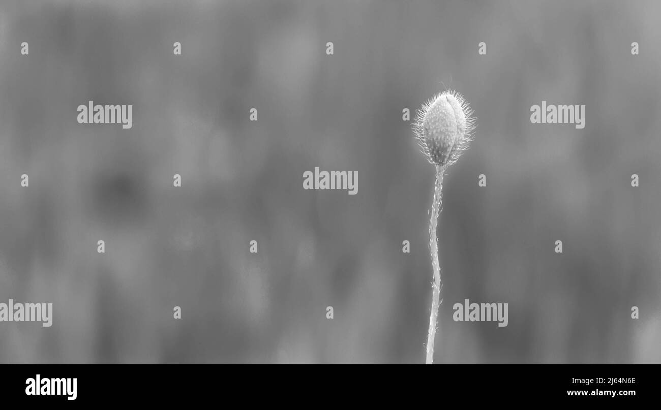 Poppystilllife hi-res stock photography and images - Alamy