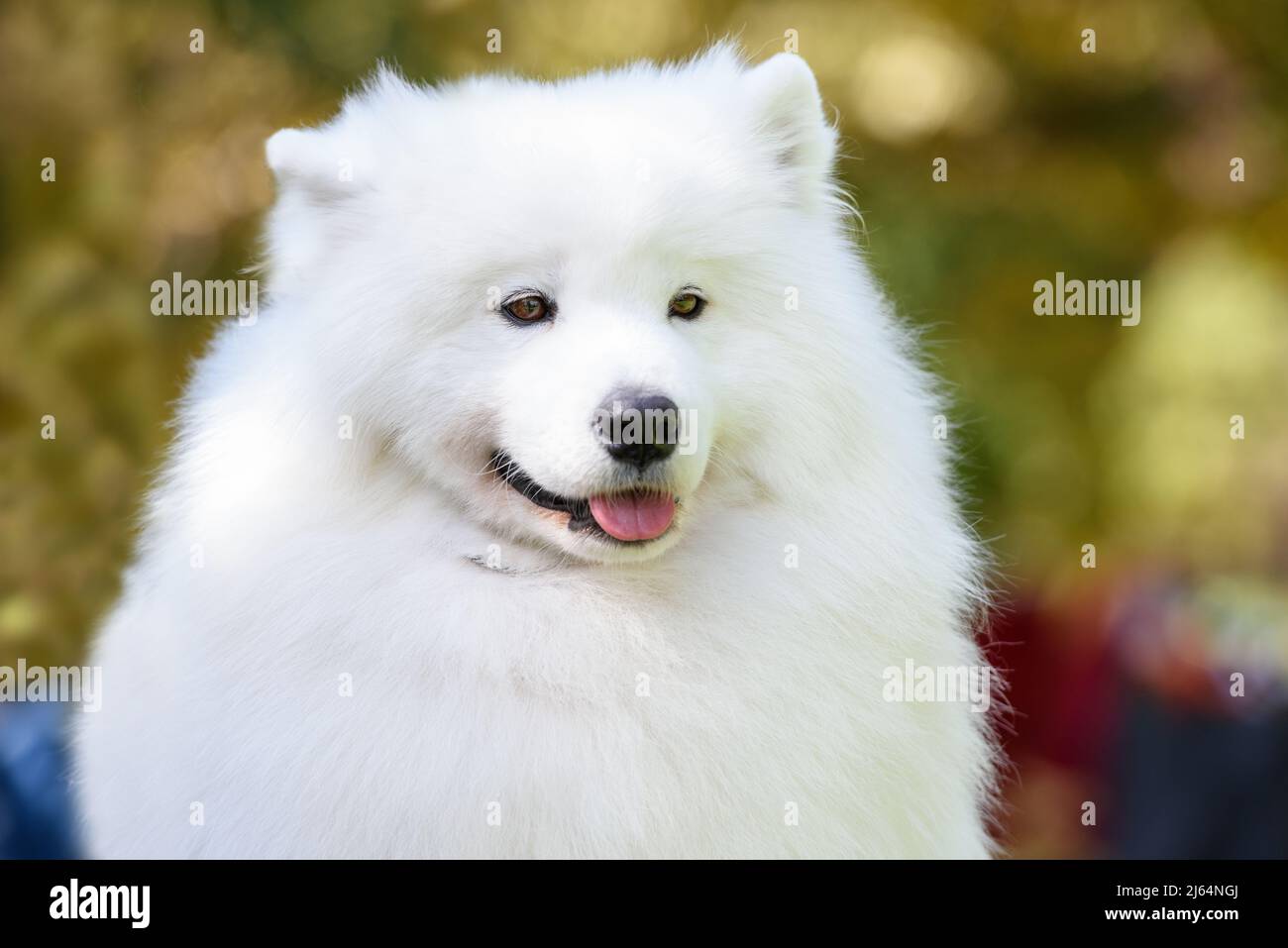 Portrait of a Samoyed dog breed close-up on a background of trees. The ...