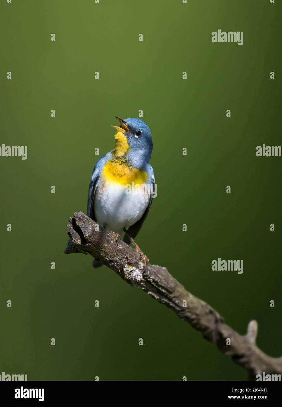 Male Northern Parula singing on branch with green background Stock ...