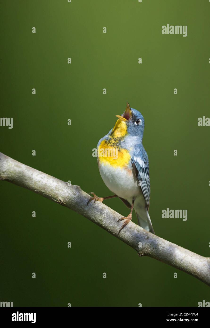 Male Northern Parula singing on branch with green background Stock ...