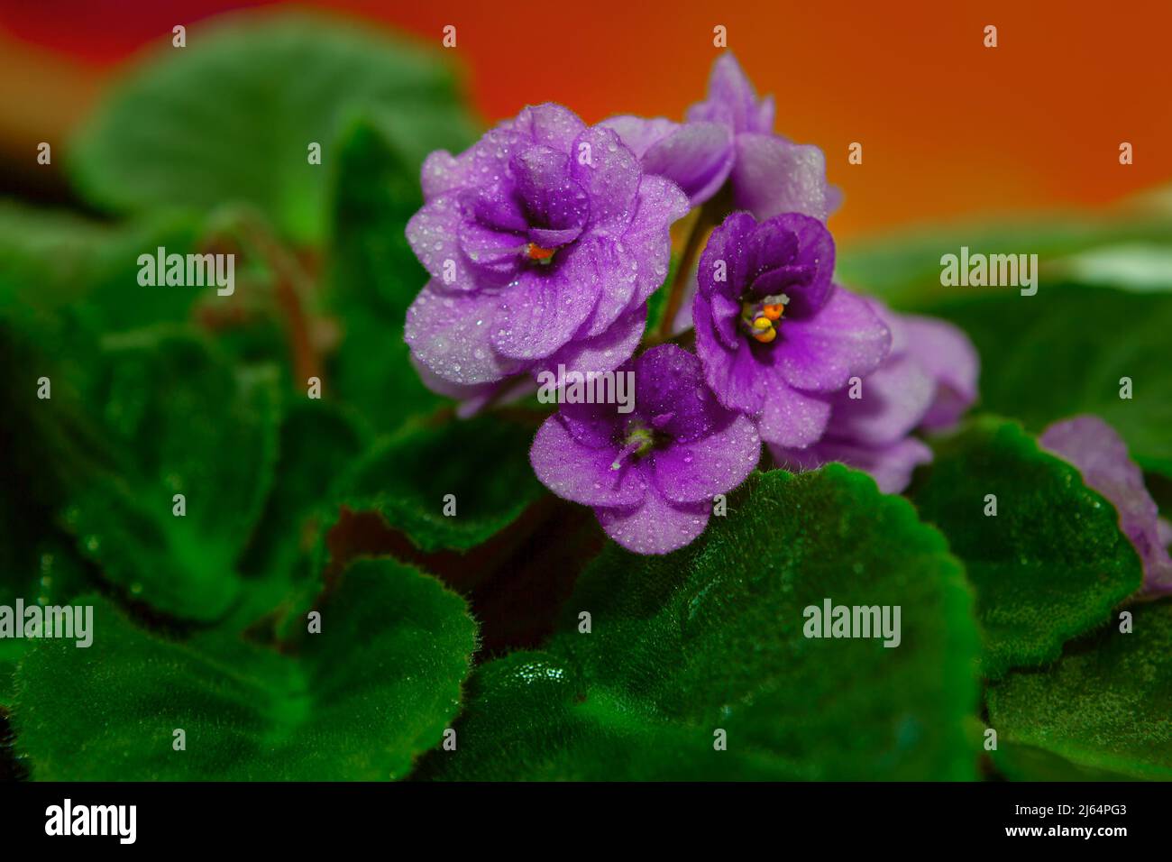 Flowers with drops on the petals . African Violets . Saintpaulia ...