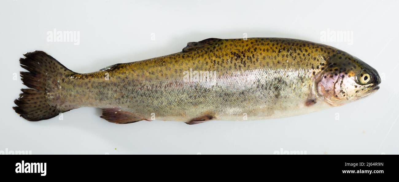Silver trout hi-res stock photography and images - Alamy