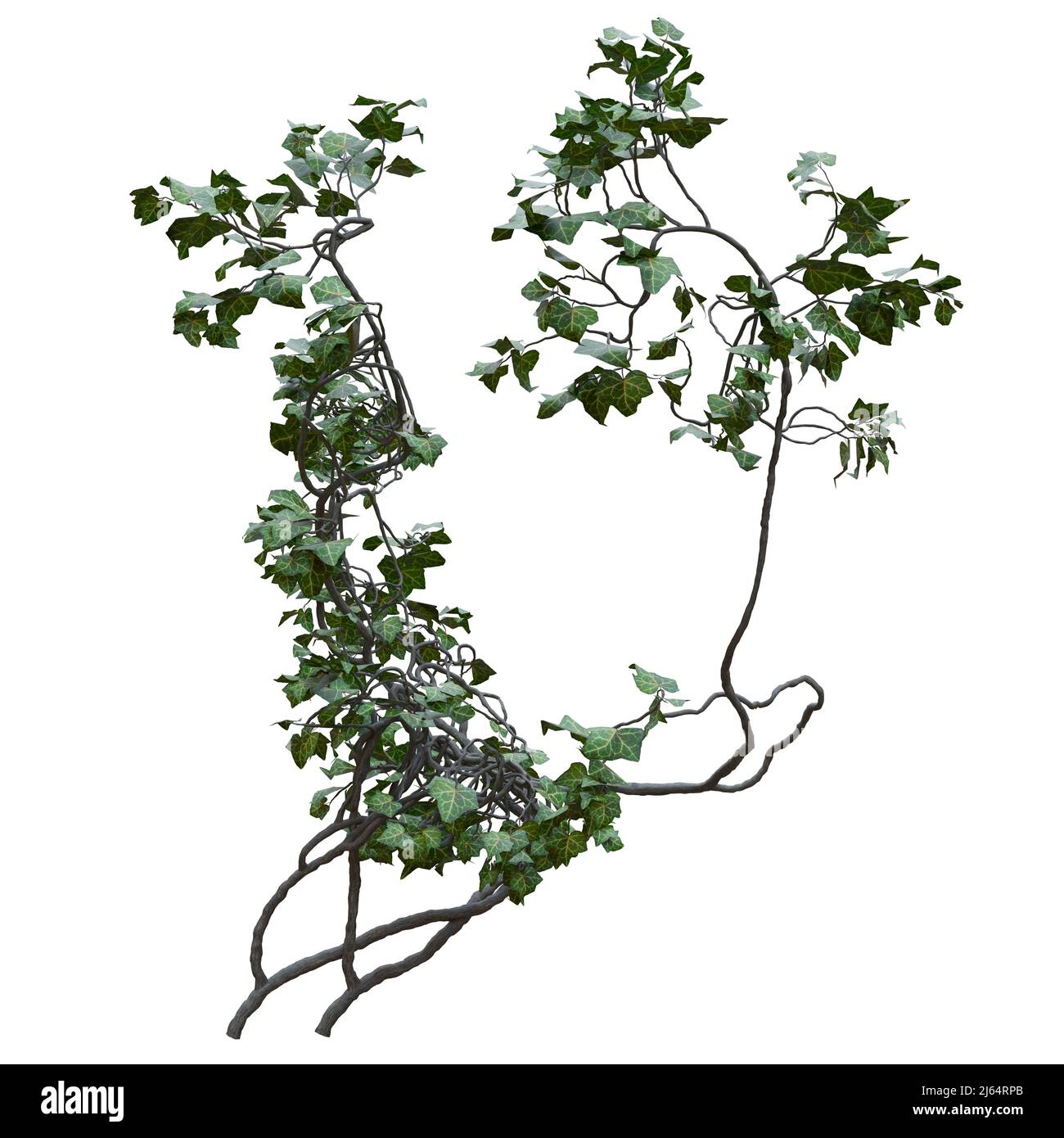 3D illustration climbing plants creepers vine isolated on white ...