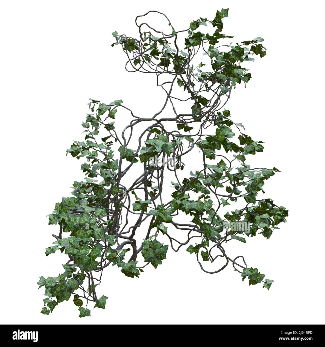 3D illustration climbing plants creepers vine isolated on white ...