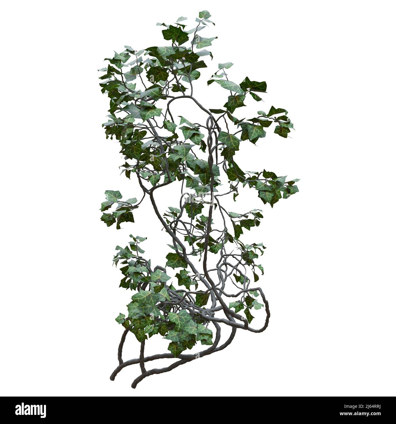 3D illustration climbing plants creepers vine isolated on white ...