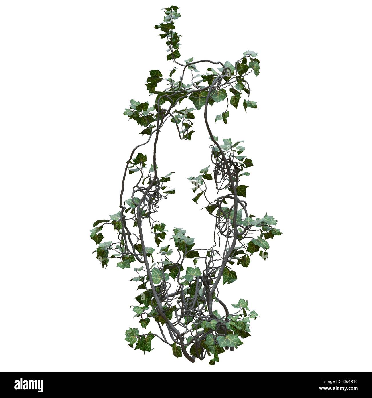 3D illustration climbing plants creepers vine isolated on white ...
