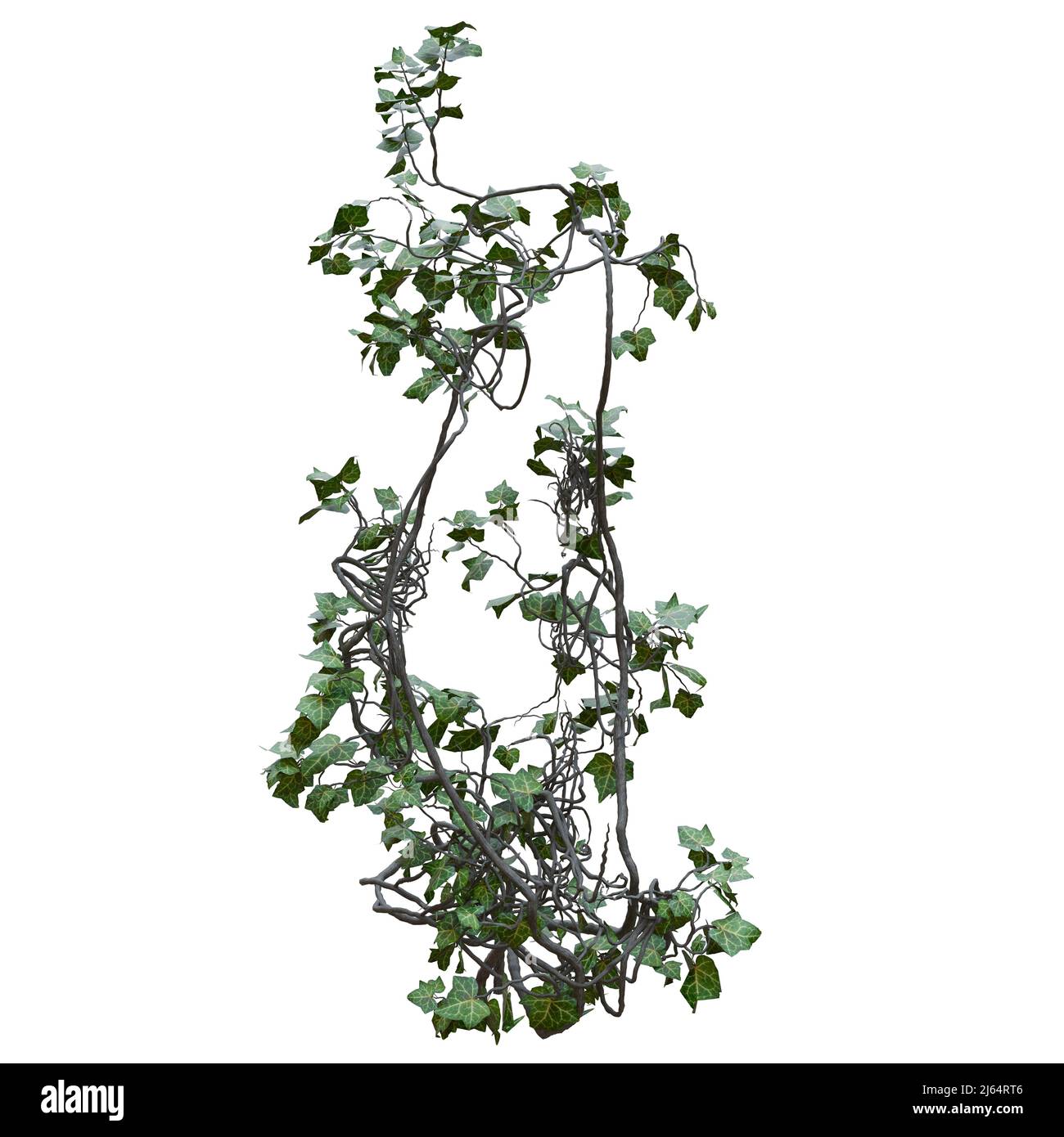 3D illustration climbing plants creepers vine isolated on white ...