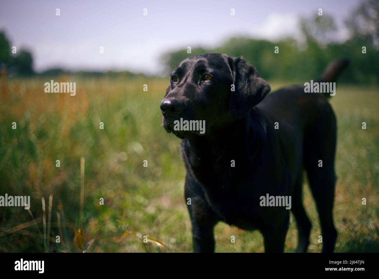 Black lab search rescue dog hi-res stock photography and images - Alamy