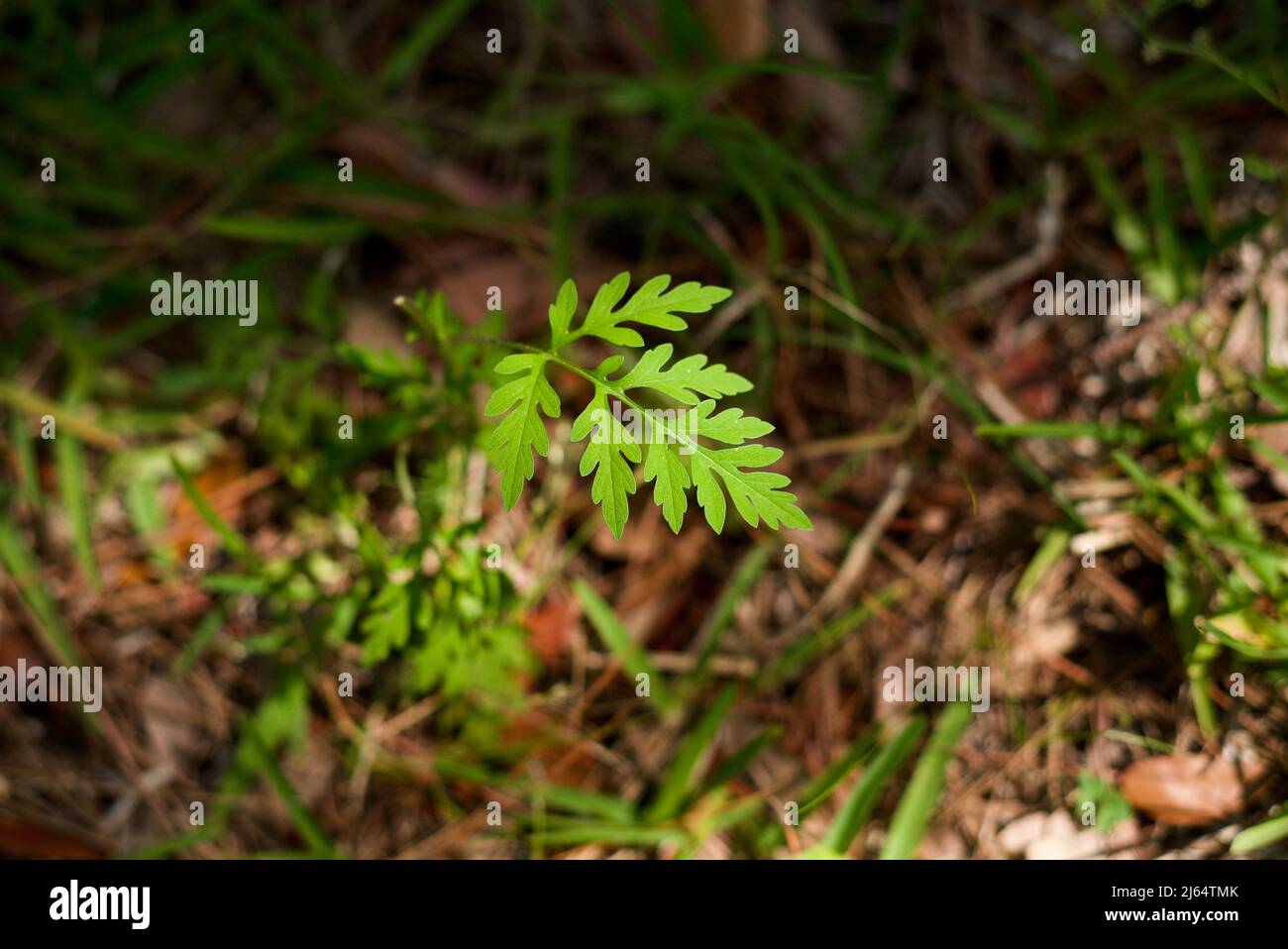 Garden leaves sunlight photosynthesis hi-res stock photography and ...