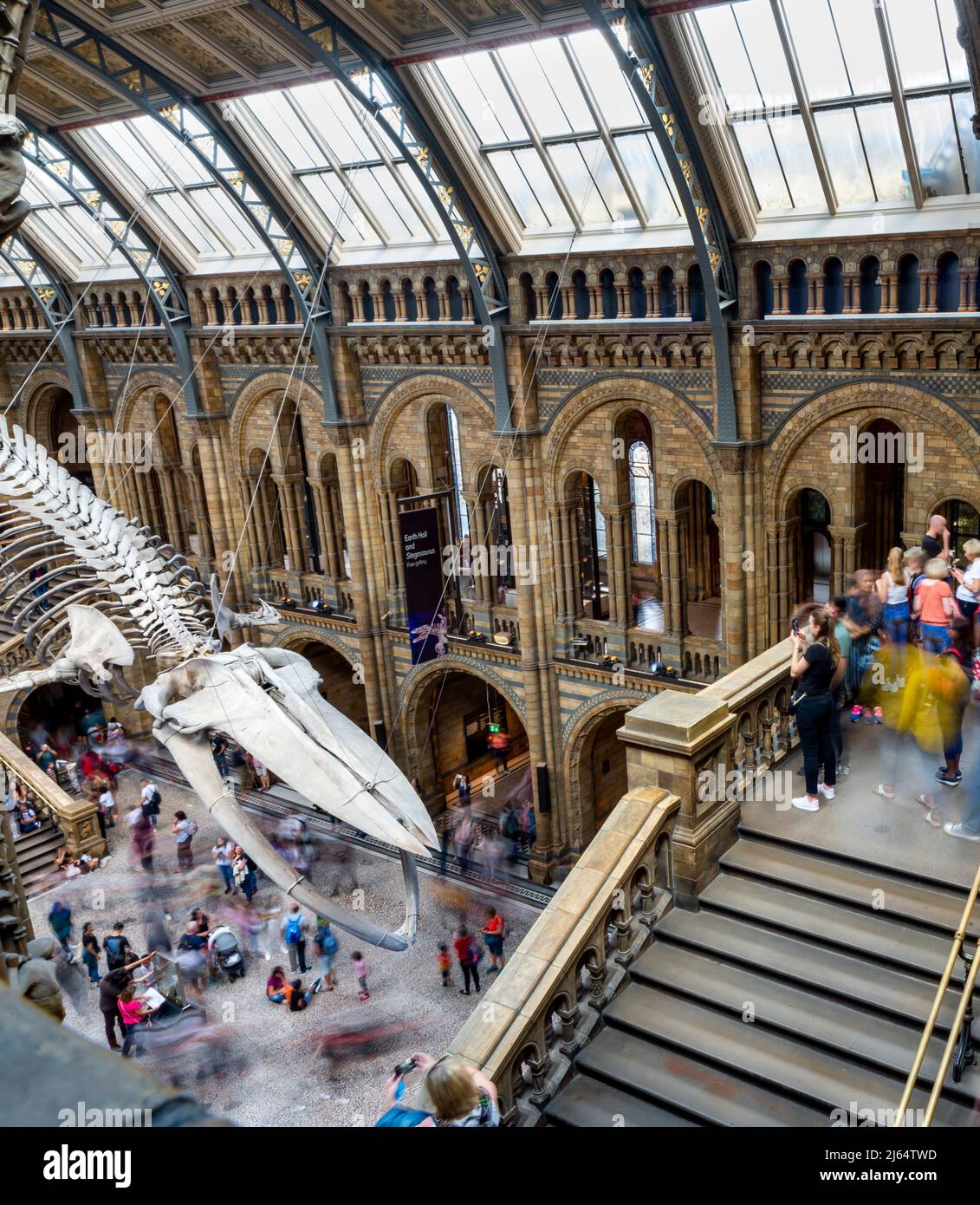 Inside of blue whale hi-res stock photography and images - Alamy