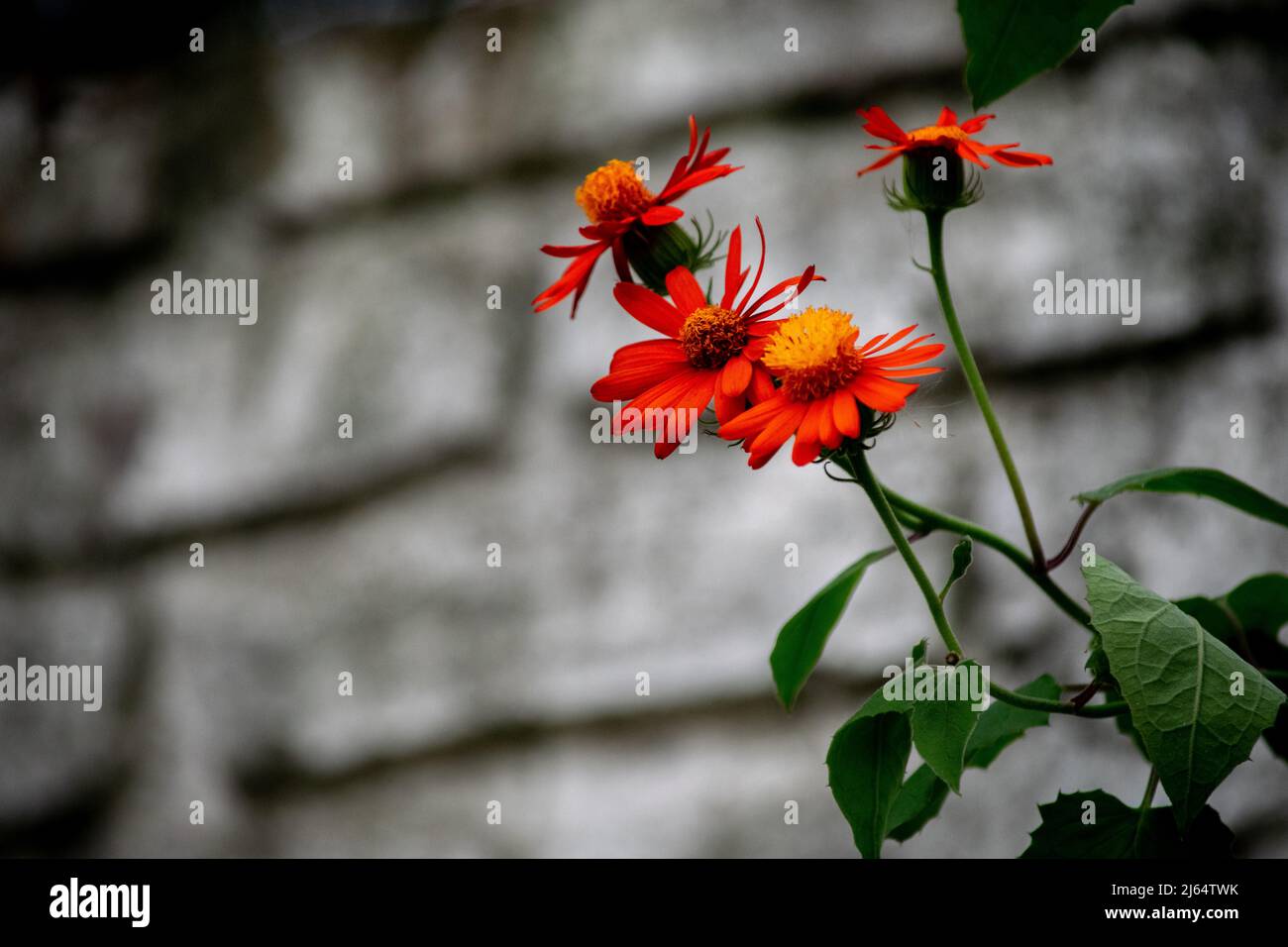 Red daisy flower hi-res stock photography and images - Alamy