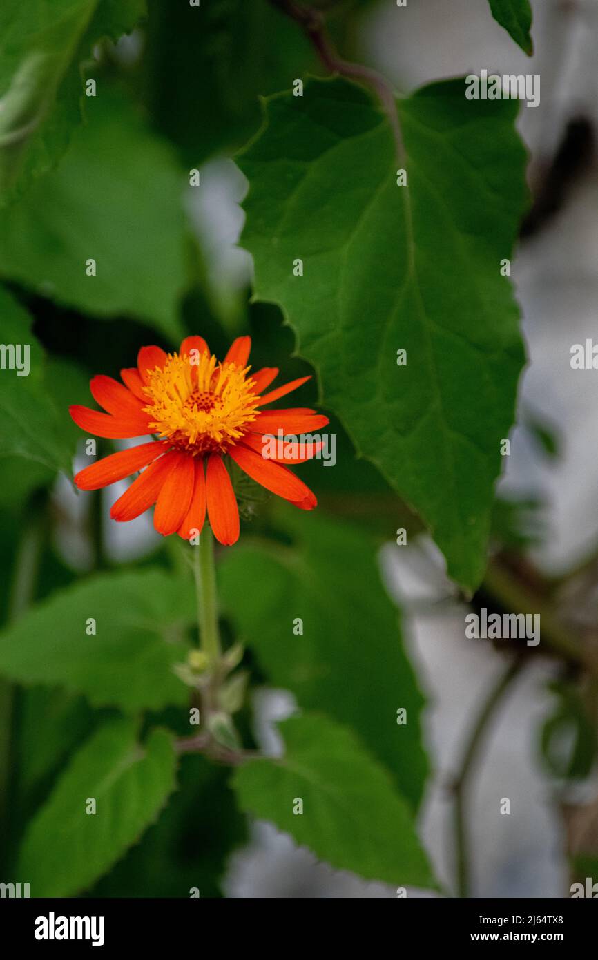 closeup of a red daisy Stock Photo - Alamy