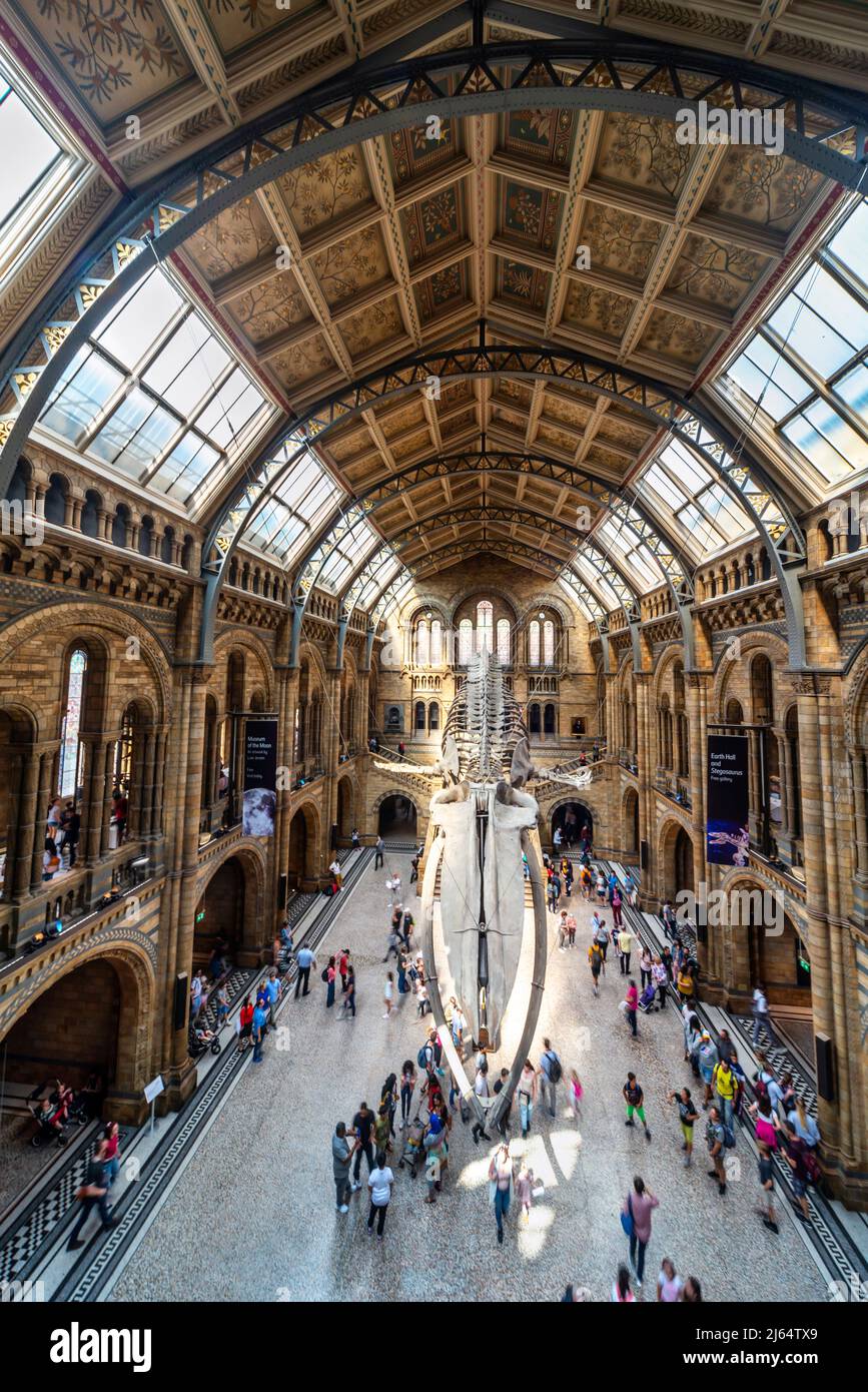 Natural history museum main hall stairs hi-res stock photography and ...