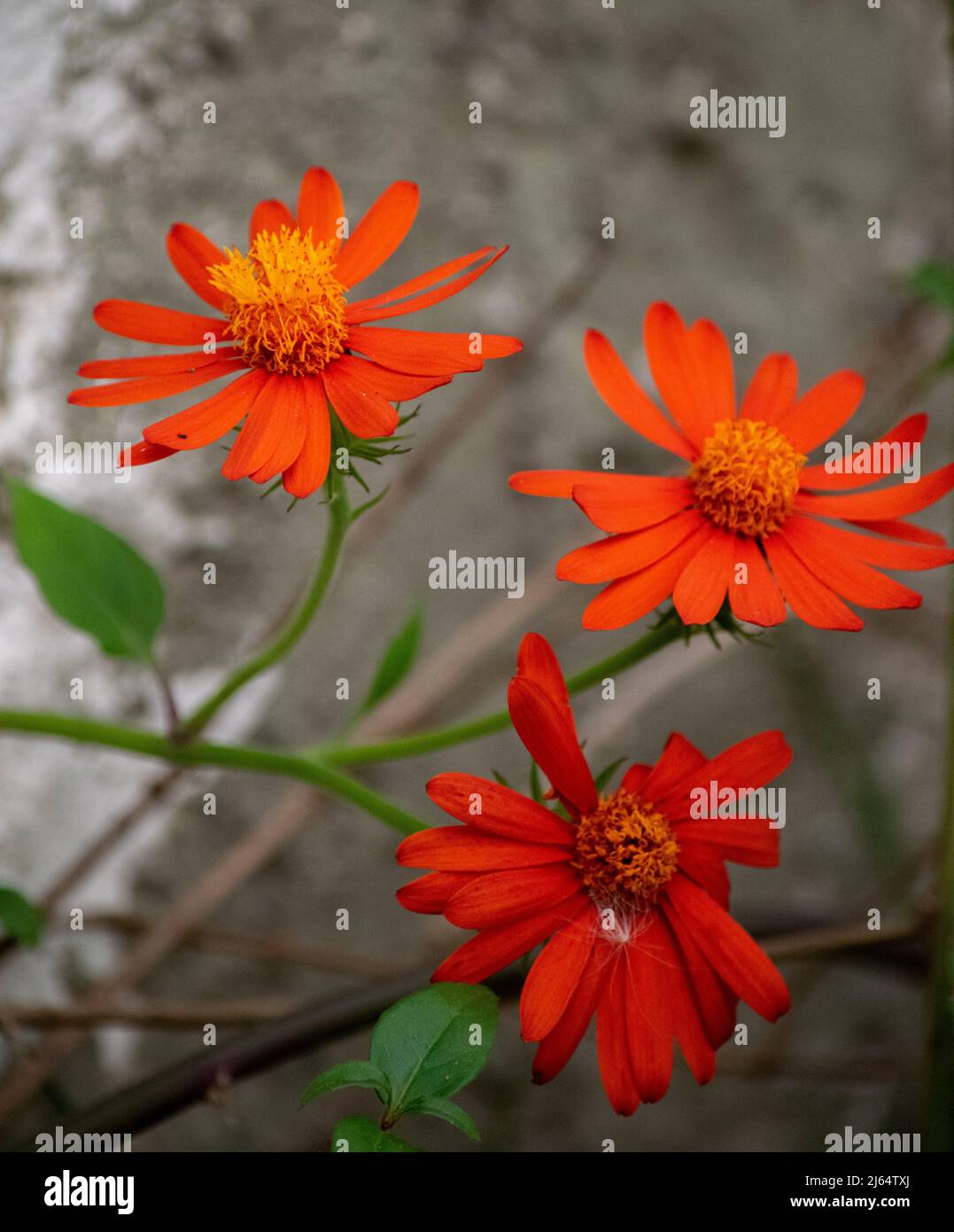 closeup of a red daisy Stock Photo - Alamy
