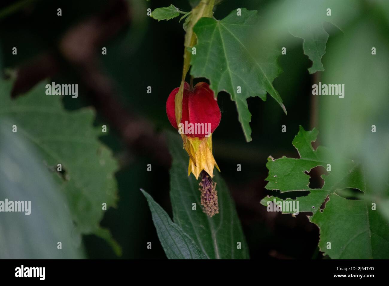 Red flower of a Chinese lantern. Abutilon Stock Photo - Alamy