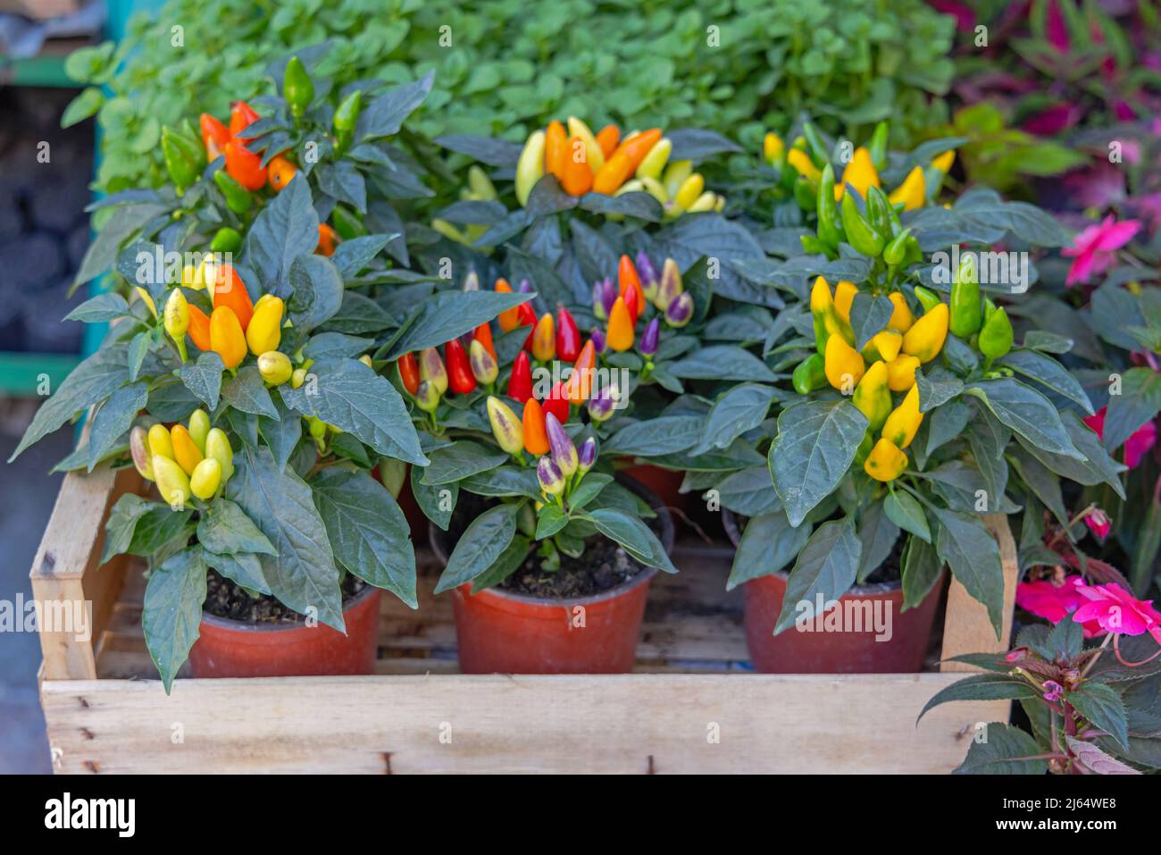 Small Colourful Chili Peppers Edible Plants in Pots Stock Photo - Alamy