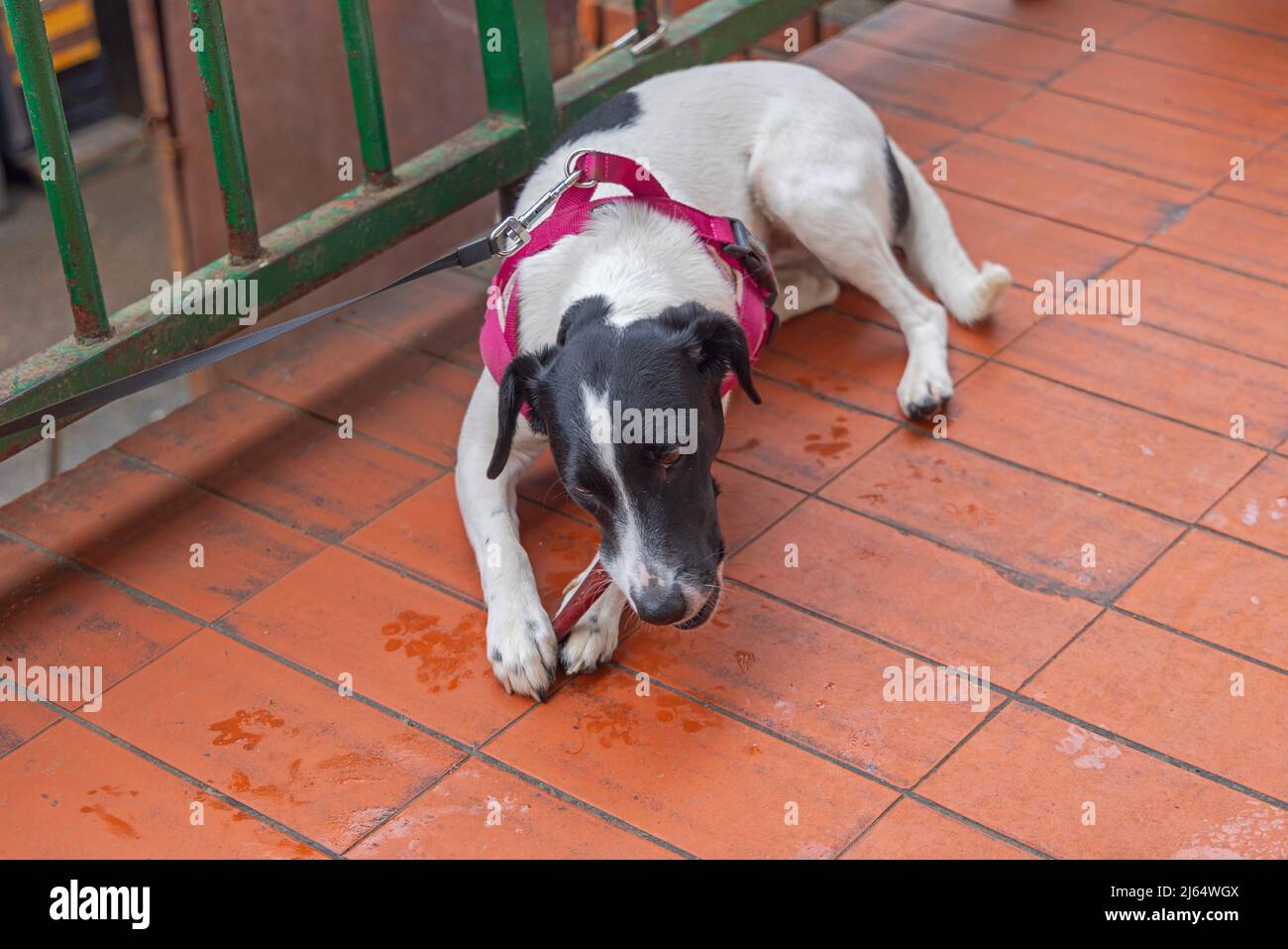 Small Pet Dog Jack Russell Terrier Chew Stick at Street Tiles Stock ...