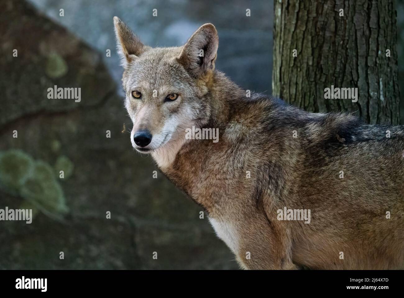 Intent Stare from a Red Wolf Stock Photo - Alamy