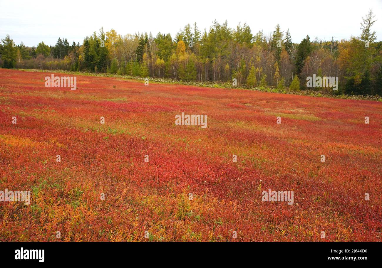 An autumn-red blueberry field in western Kings County, Prince Edward ...