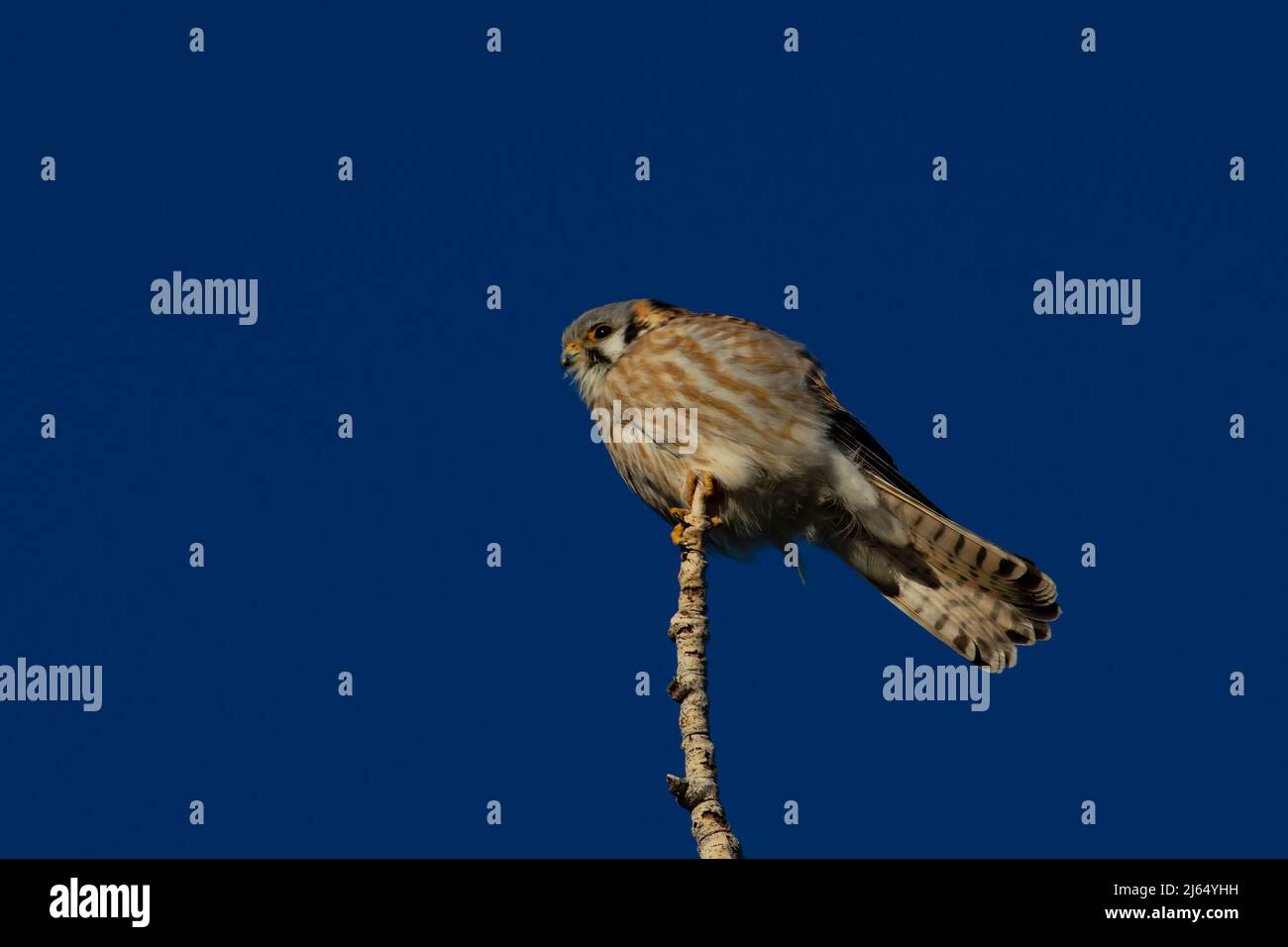 American Kestrel perched Stock Photo - Alamy
