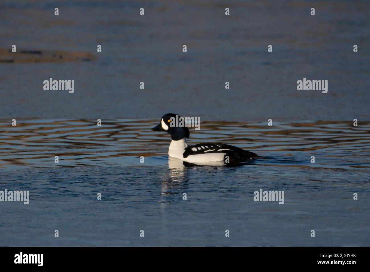 Barrow's Goldeneye on Boise River, Idaho Stock Photo - Alamy