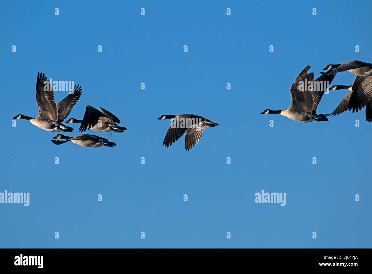 Flight adaptation hi-res stock photography and images - Alamy